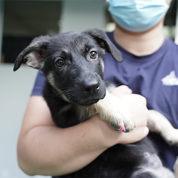 AWP Buddies | Animal Watchers Programme | Hong Kong Police Force
