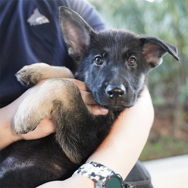 AWP Buddies | Animal Watchers Programme | Hong Kong Police Force